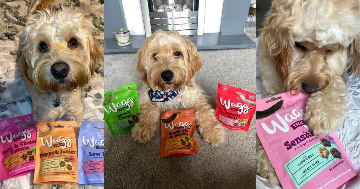 Meet our fans - introducing Milo the Cockapoo! - Wagg Pet Foods