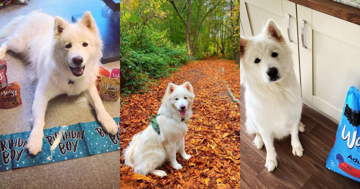 Meet our fans - introducing Snowy the Samoyed Atika Cross! - Wagg Pet Foods